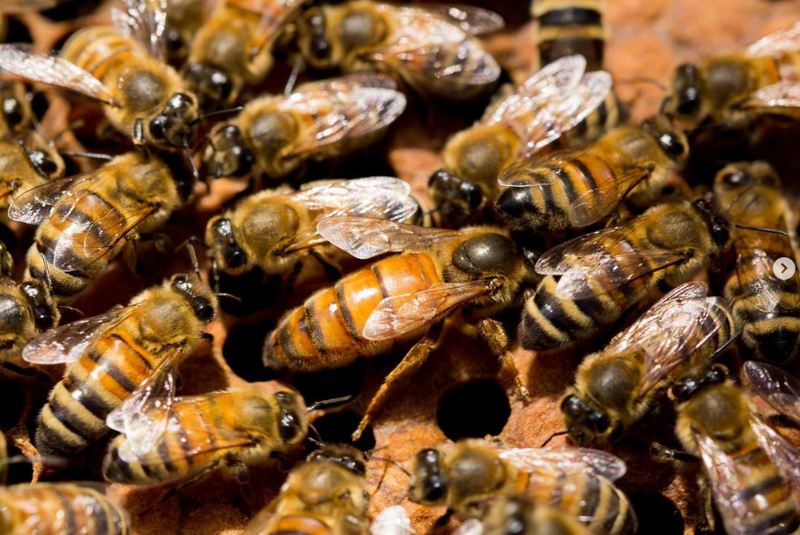 Queen Bees For Sale UK – R & R Bee Company